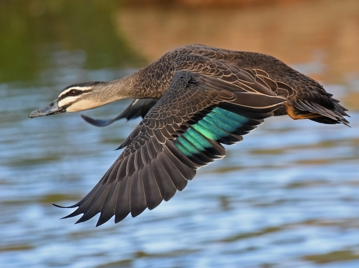 The Mighty Black Duck - The Wild Harvester